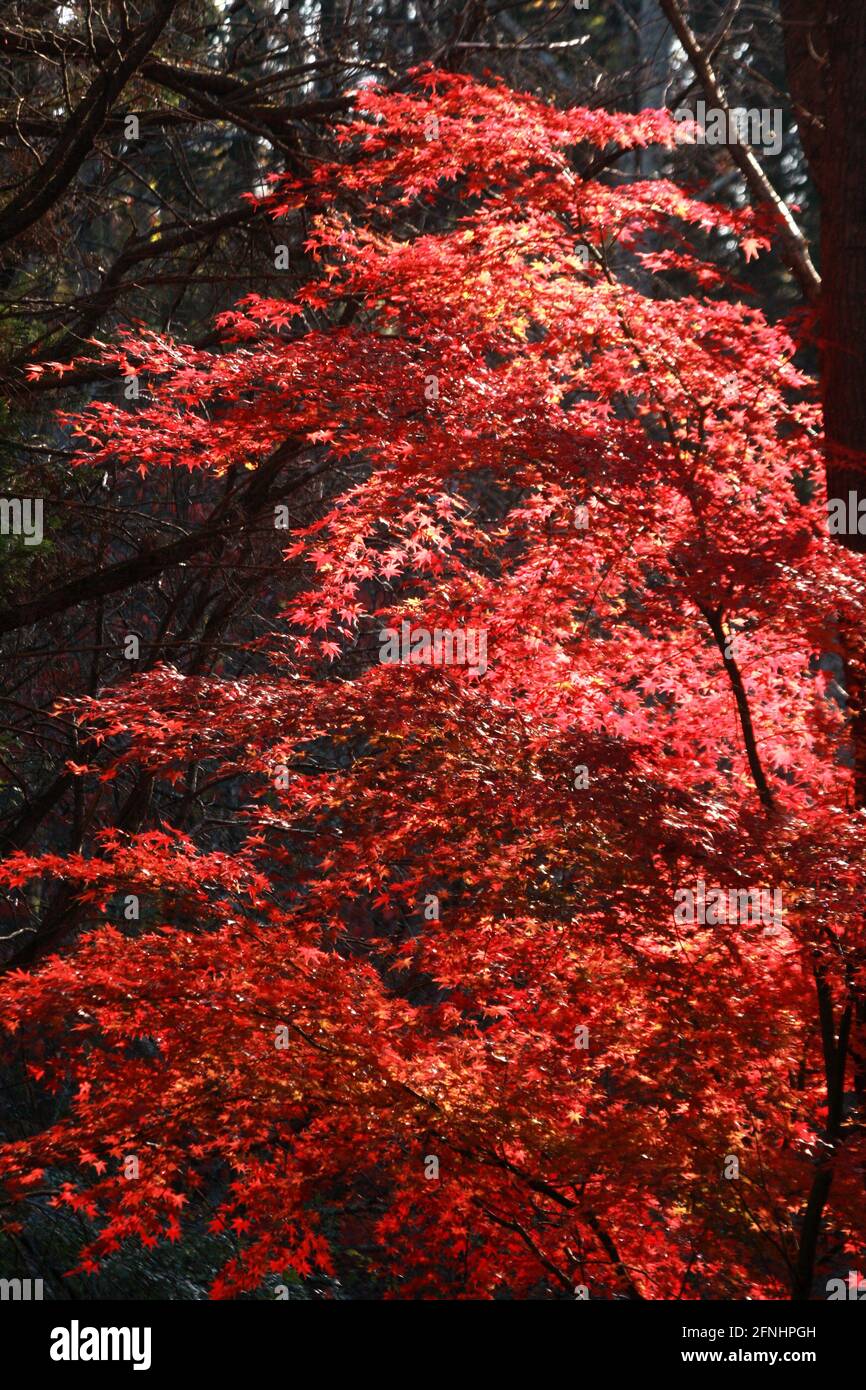 Maple tree changing colors in fall Stock Photo - Alamy