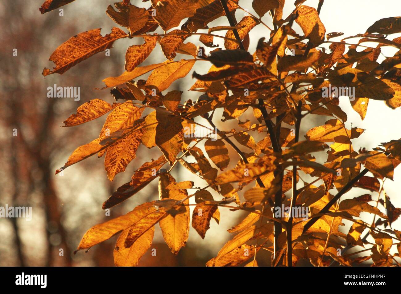 Black walnut trees hi-res stock photography and images - Alamy