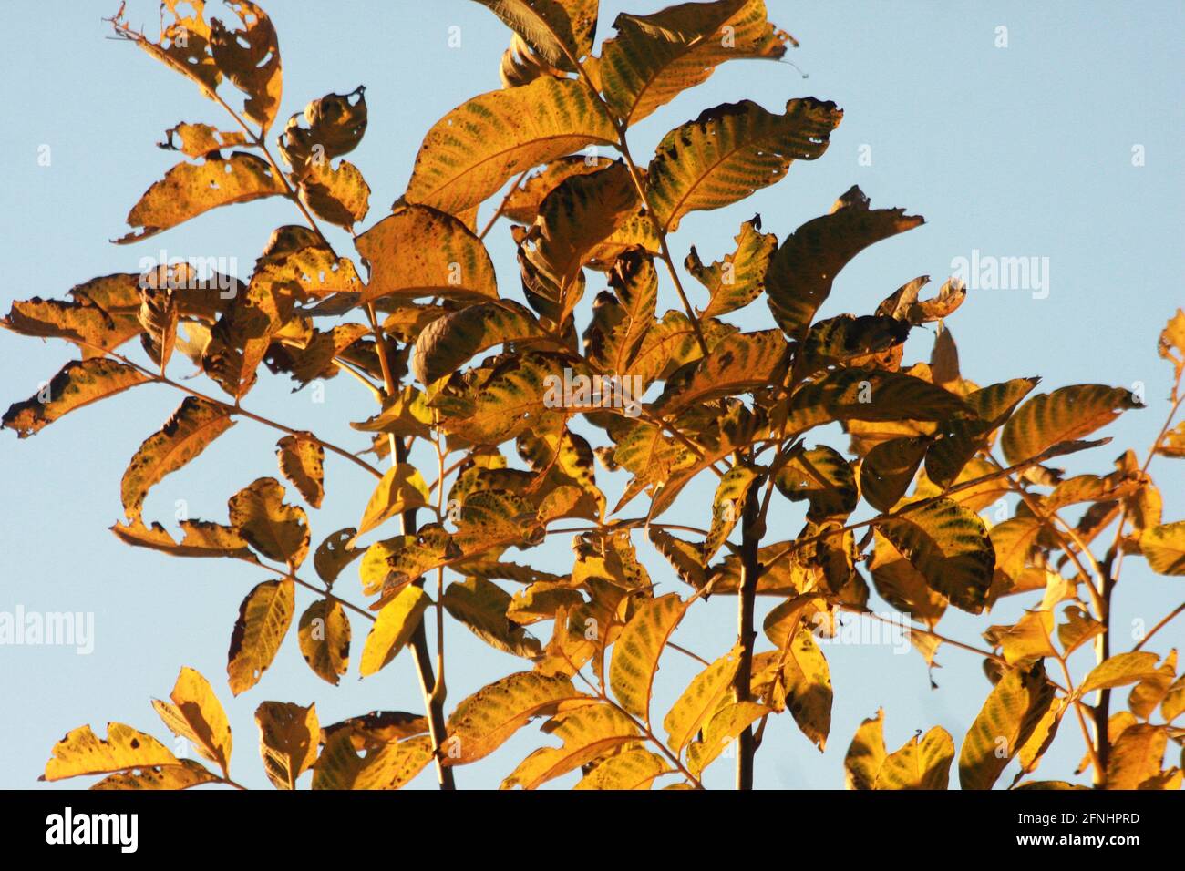 Black walnut trees hi-res stock photography and images - Alamy