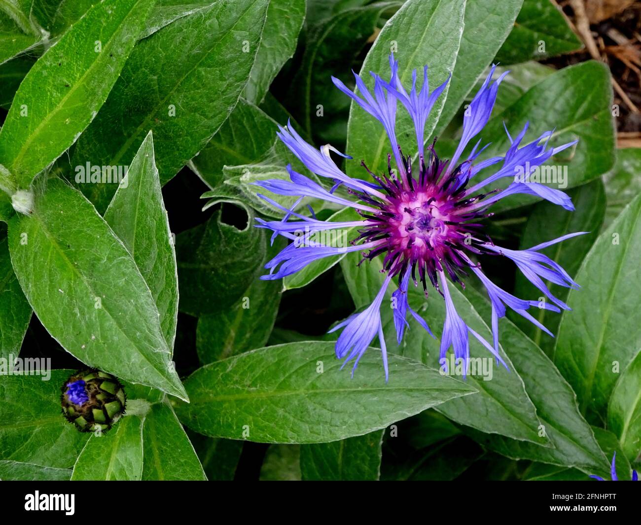 Blavers hi-res stock photography and images - Alamy