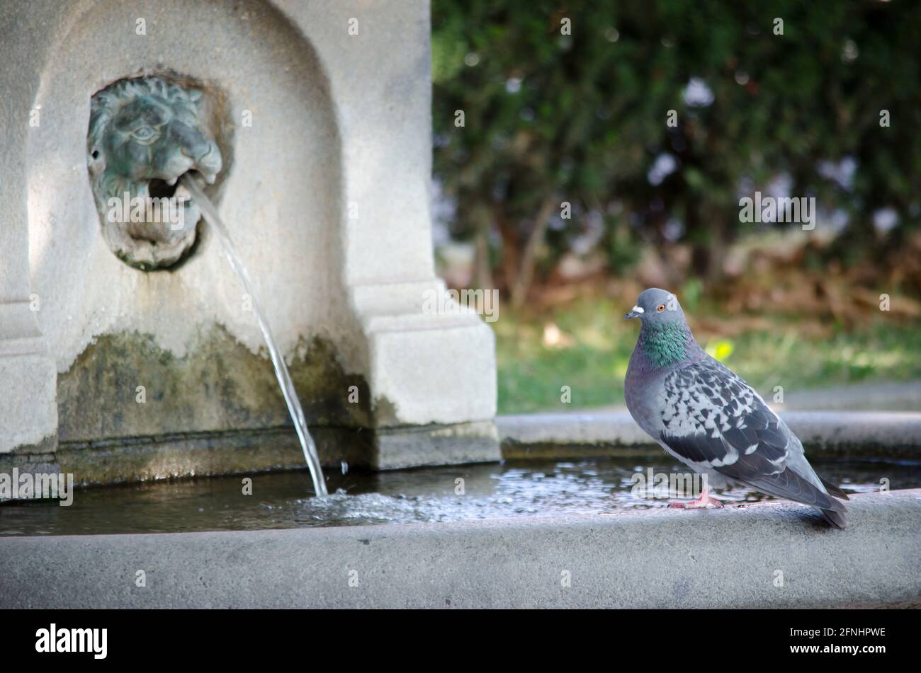 A pigeon drinking water Stock Photo - Alamy