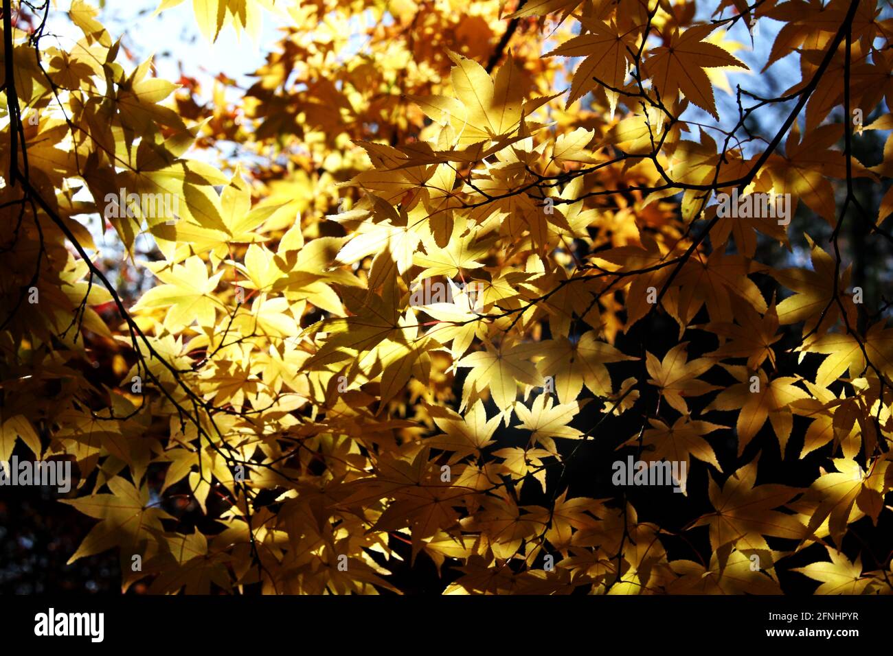 Maple tree changing colors in fall Stock Photo - Alamy