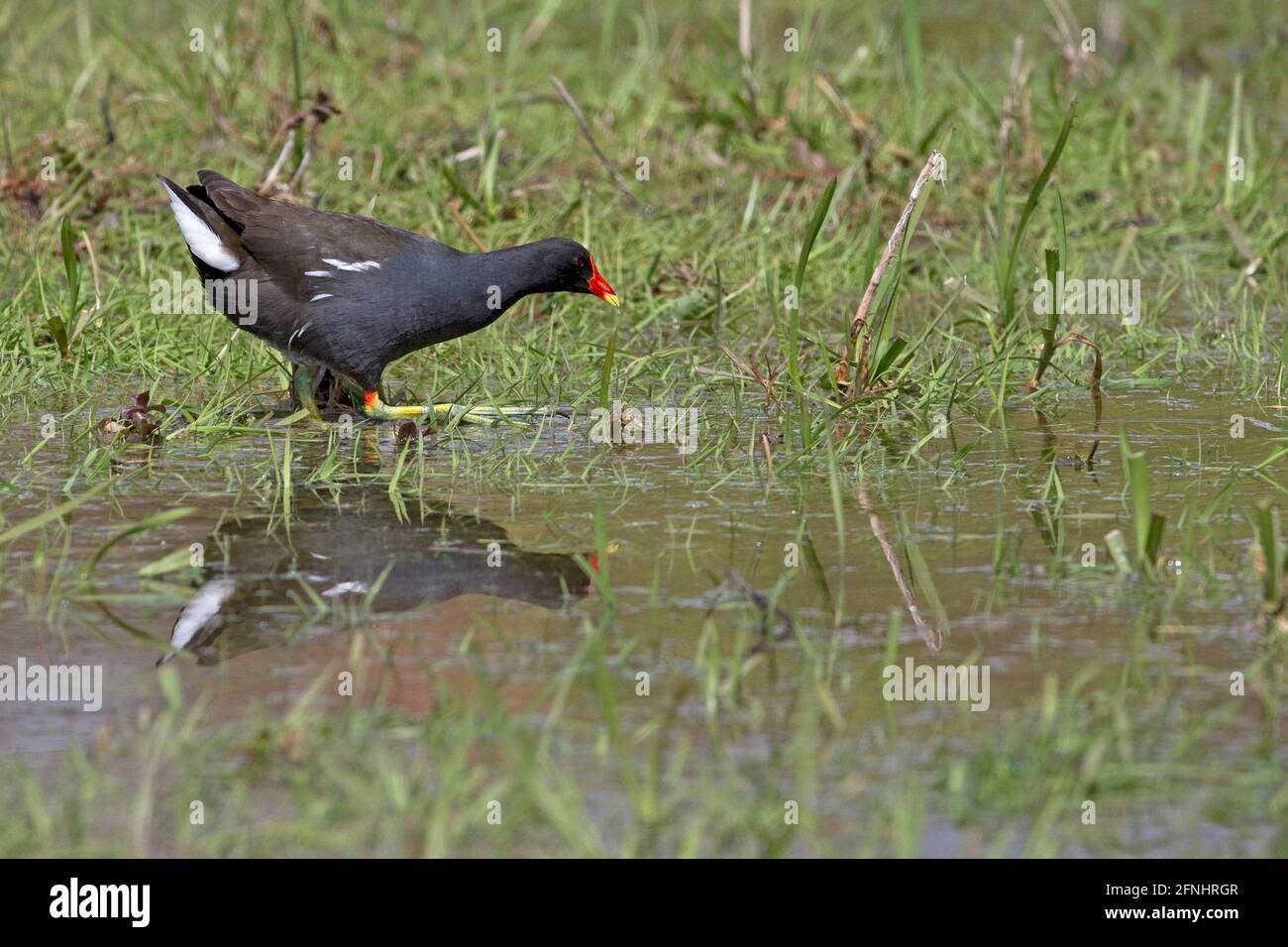 Gallinules hi-res stock photography and images - Alamy