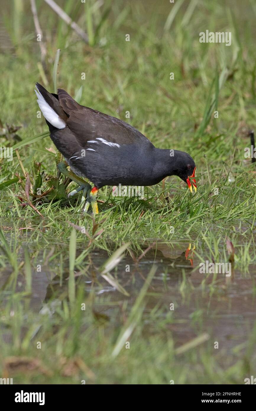 Gallinules hi-res stock photography and images - Alamy