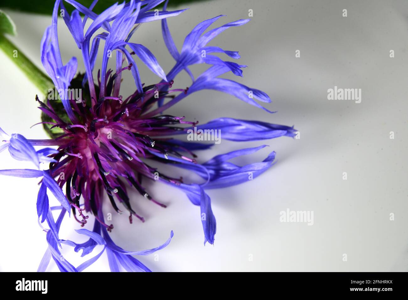 Blavers hi-res stock photography and images - Alamy