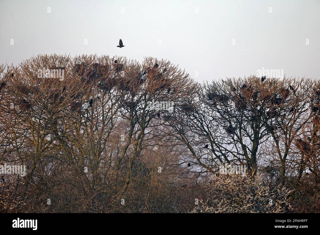 Crows and rooks hi-res stock photography and images - Alamy