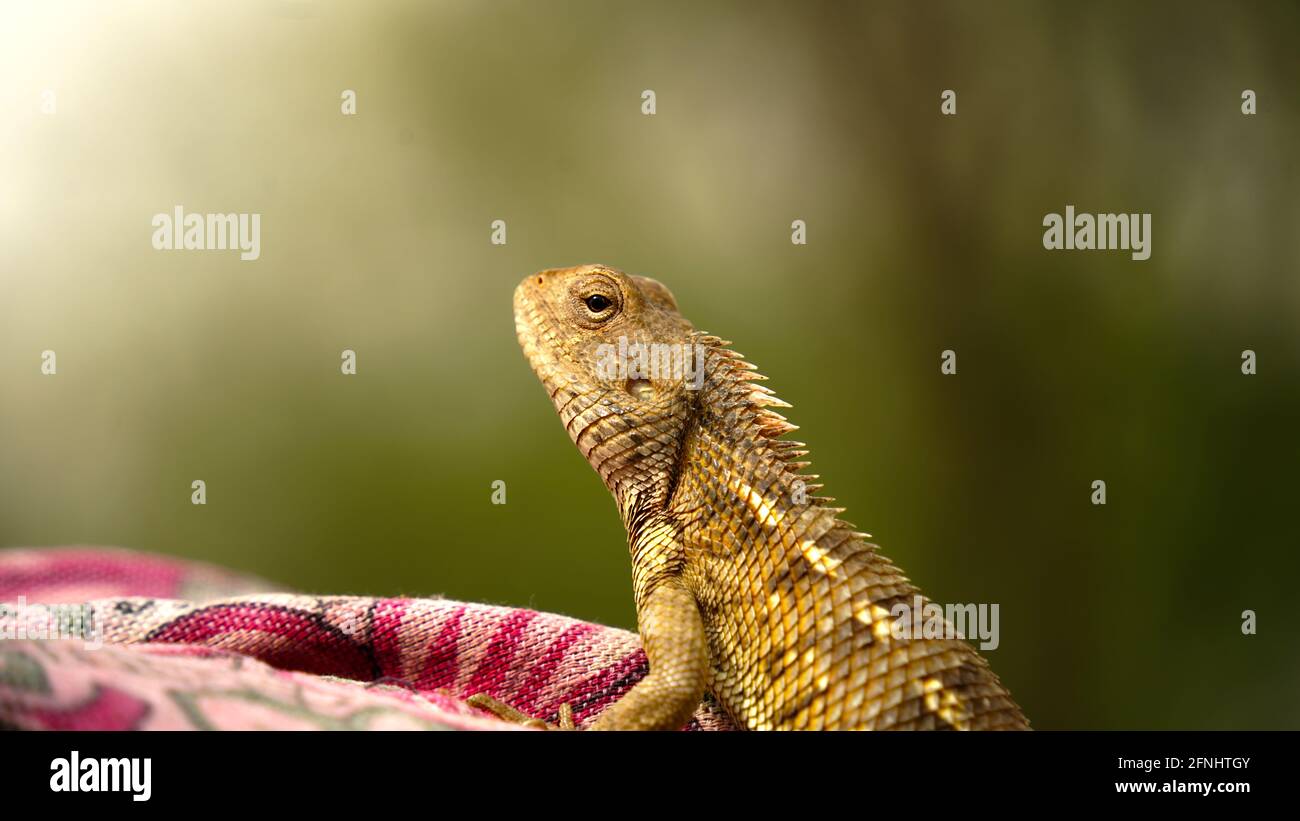 Lizard in garden india hi-res stock photography and images - Alamy