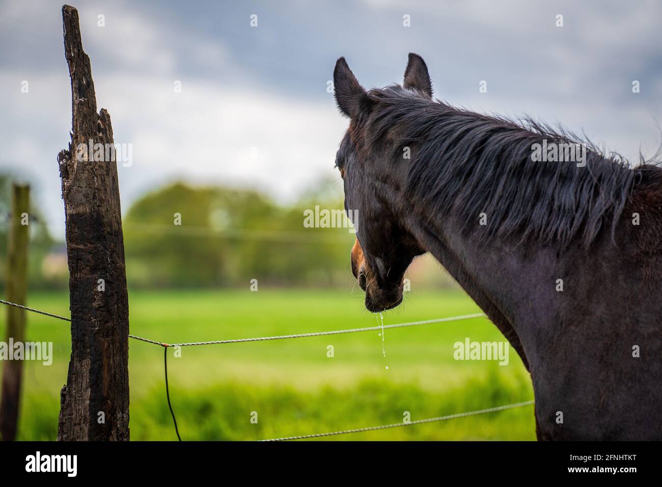 Horse head of a black horse Stock Photo - Alamy