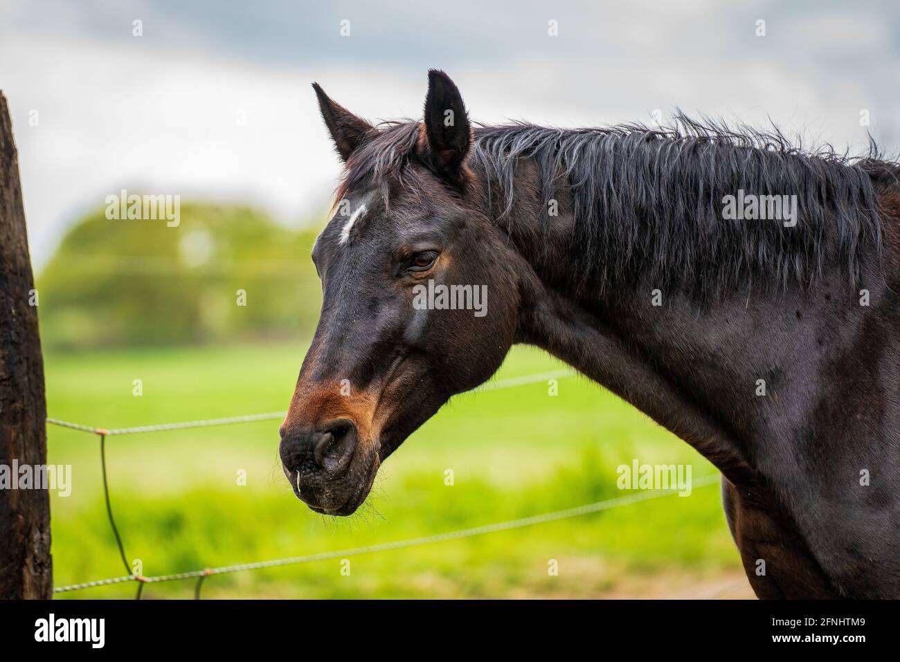 Horse head of a black horse Stock Photo - Alamy