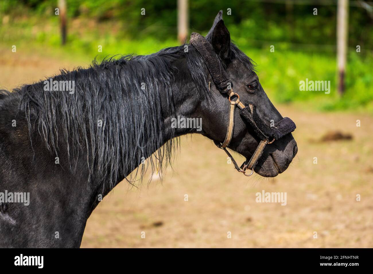 Horse head of a black horse Stock Photo - Alamy