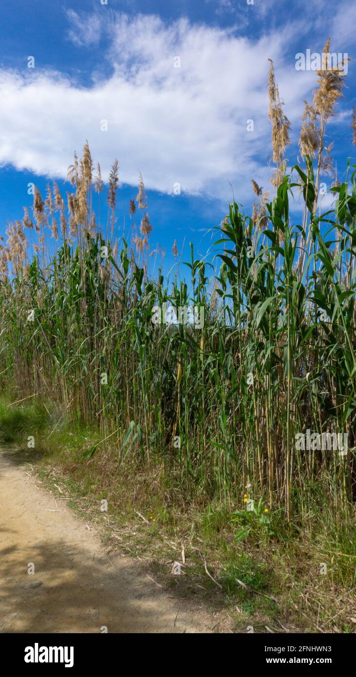 wild reed, in a natural park near barcelona in spain Stock Photo - Alamy