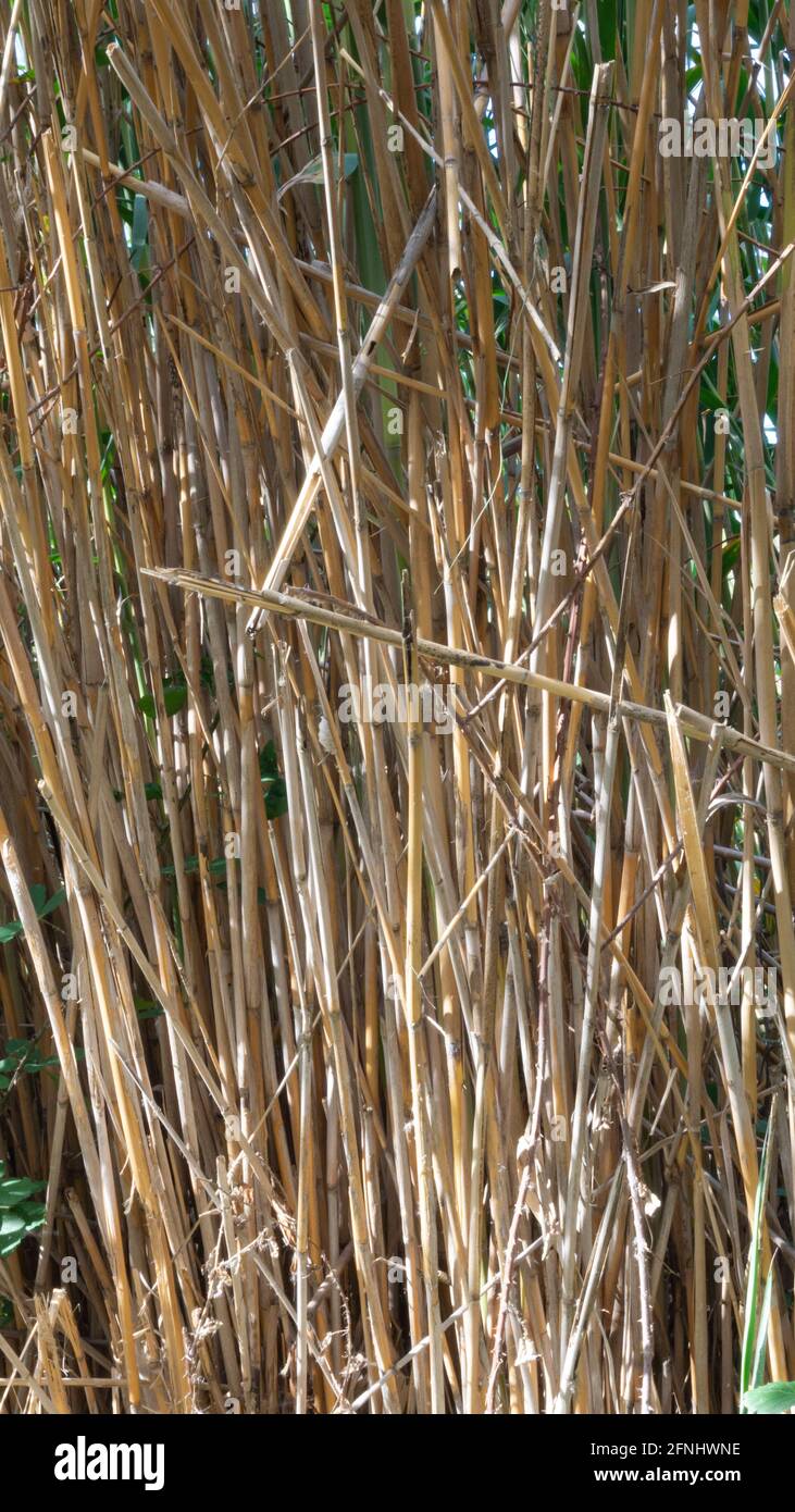 wild reed, in a natural park near barcelona in spain Stock Photo - Alamy
