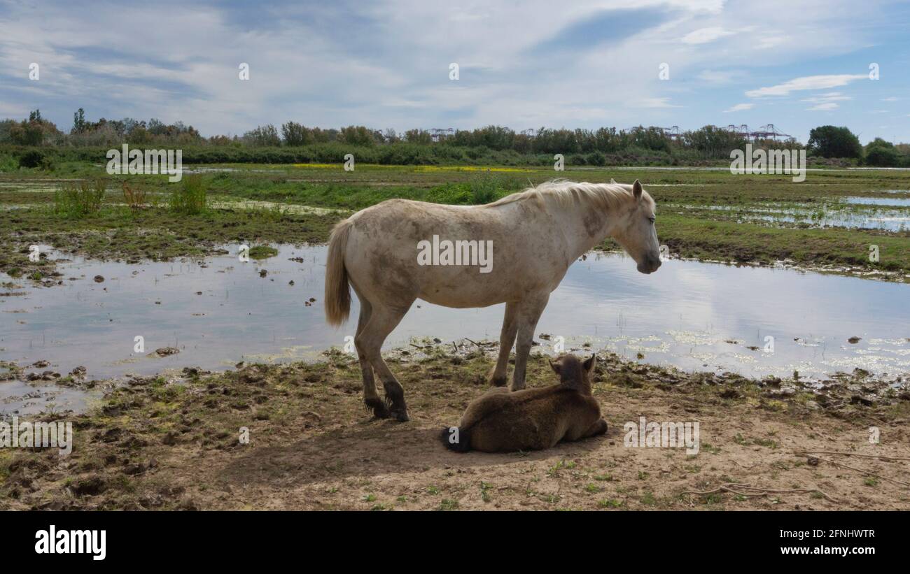 Female horse hi-res stock photography and images - Alamy