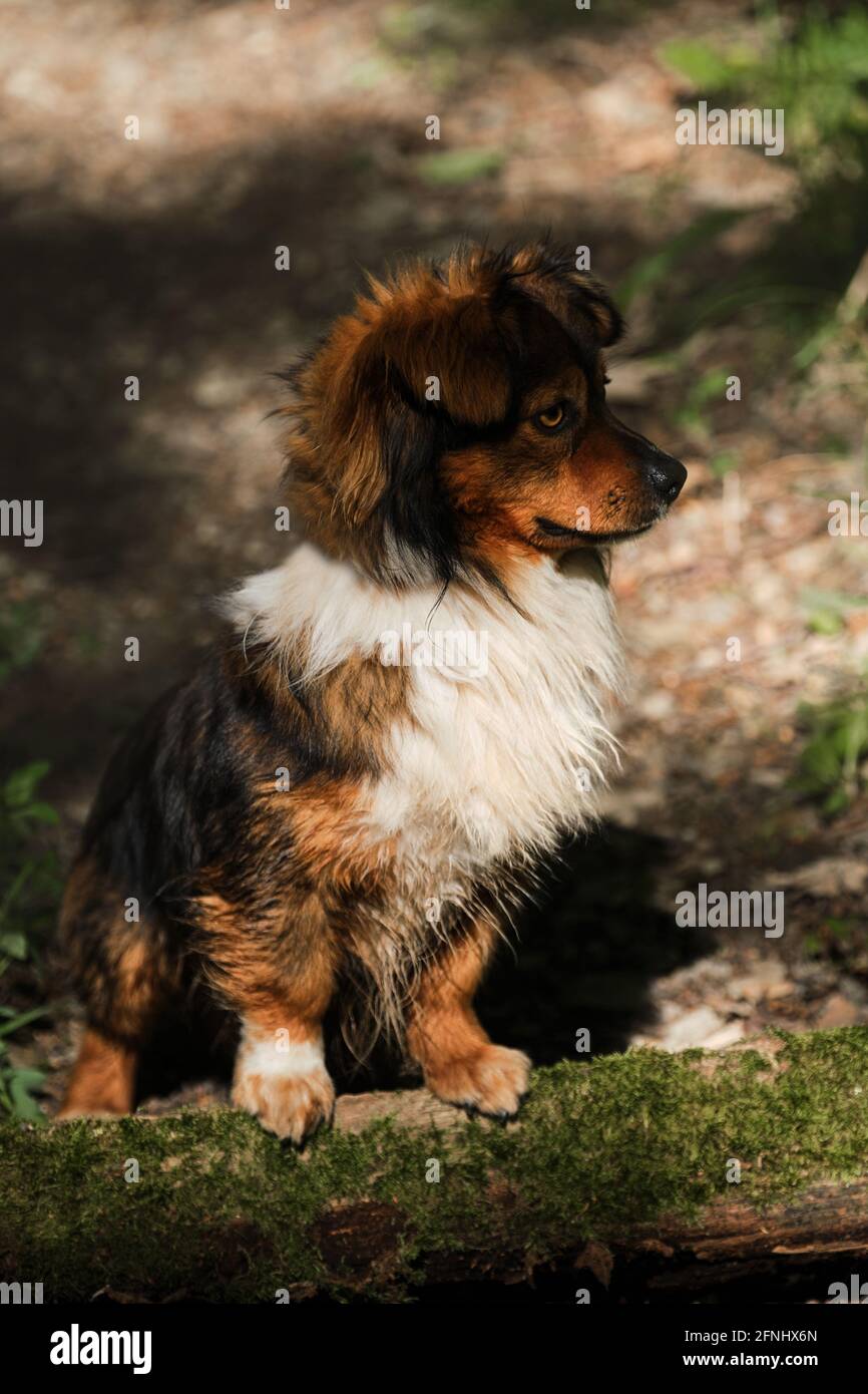 Small brown mixed breed puppy stands with its paws on log on narrow ...