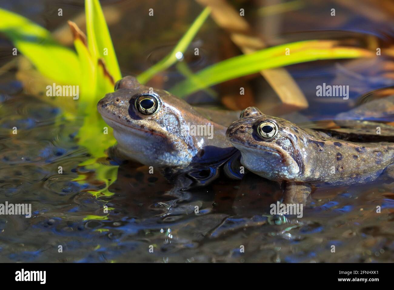 European common frog Stock Photo - Alamy