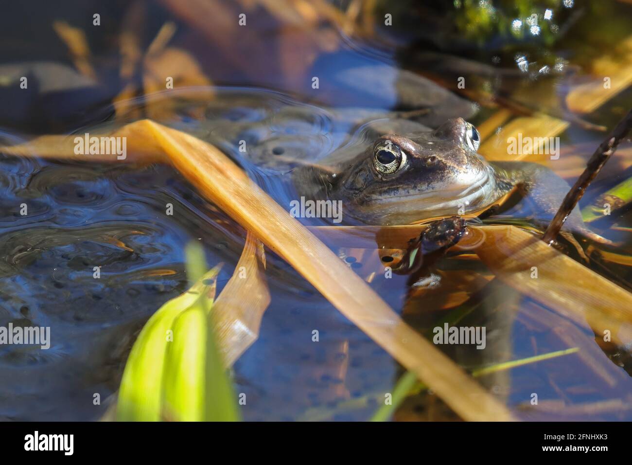 Spring spawning hi-res stock photography and images - Alamy