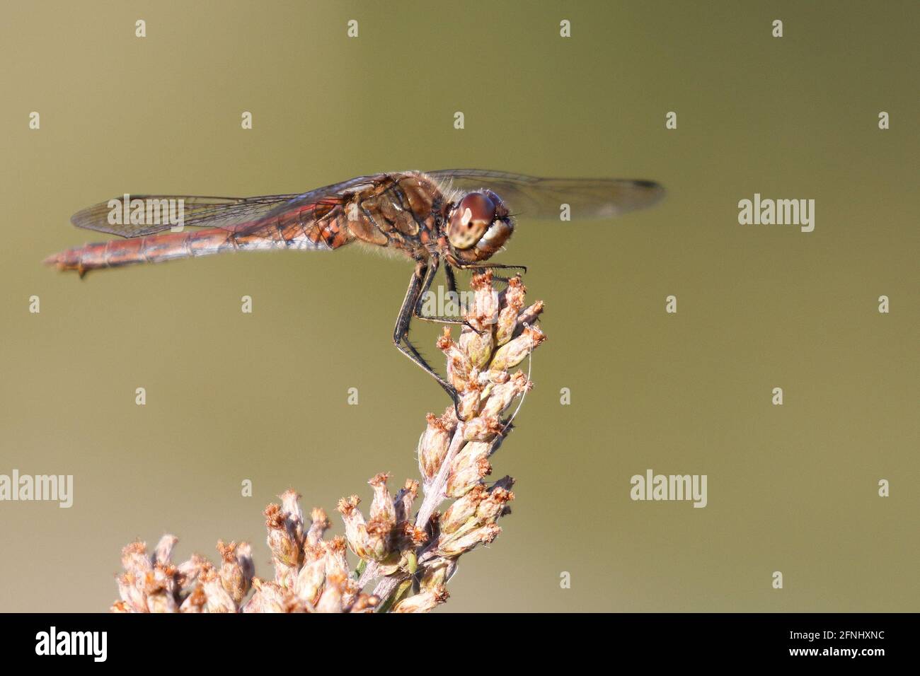 Female vagrant darter dragonfly hi-res stock photography and images - Alamy