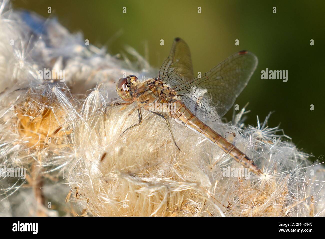 Female vagrant darter dragonfly hi-res stock photography and images - Alamy
