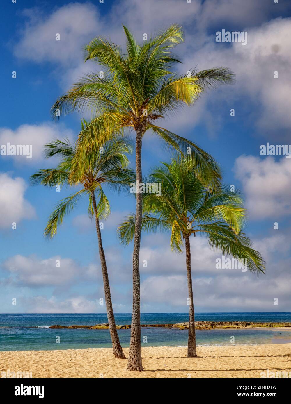 Palm trees on beach at Salt Pond Beach Park, Kauai, Hawaii Stock Photo ...