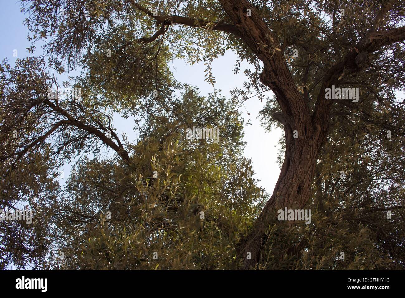 View of 1800 years old Aegean olive tree in Sigacik / Seferihisar ...