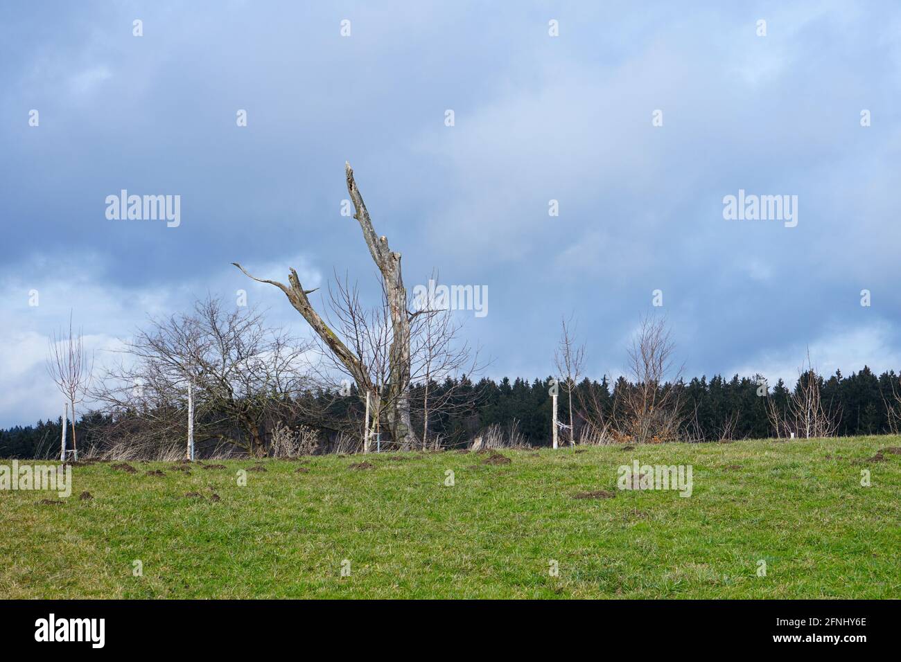 Wooden nature nature landscape landscape no one trees trees hi-res ...