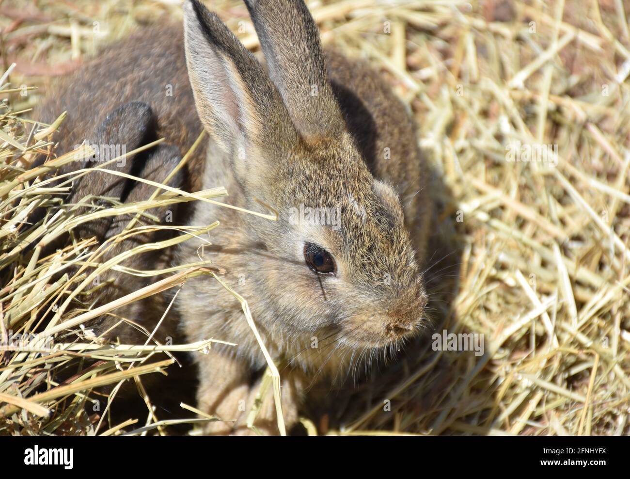 Pile of hay with very cute little rabbits Stock Photo - Alamy