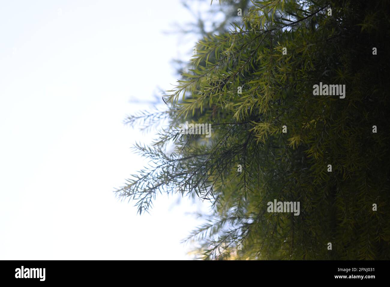 Fresh Green Springer fern in focus with white background asparagus ...