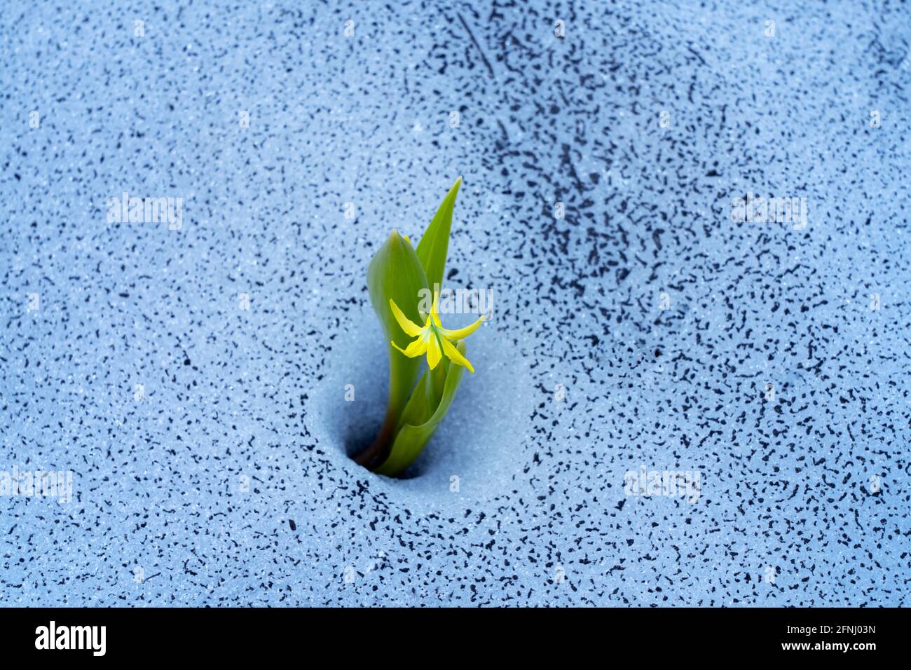 Snow lily hi-res stock photography and images - Alamy
