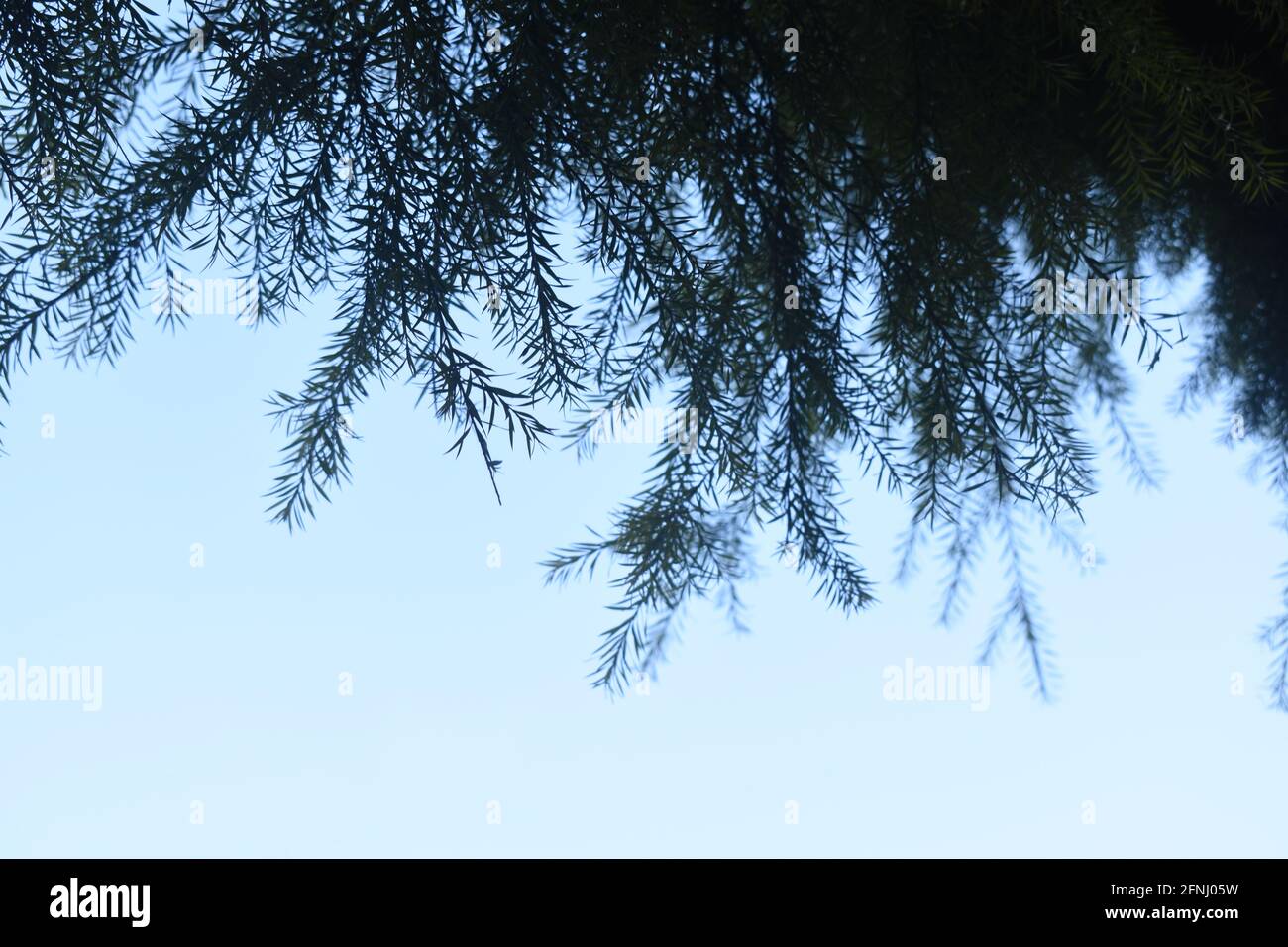 Fresh Green Springer fern in focus with white background asparagus ...