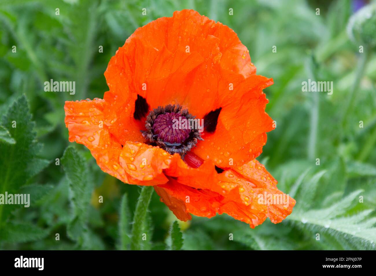 Flower caption hi-res stock photography and images - Alamy