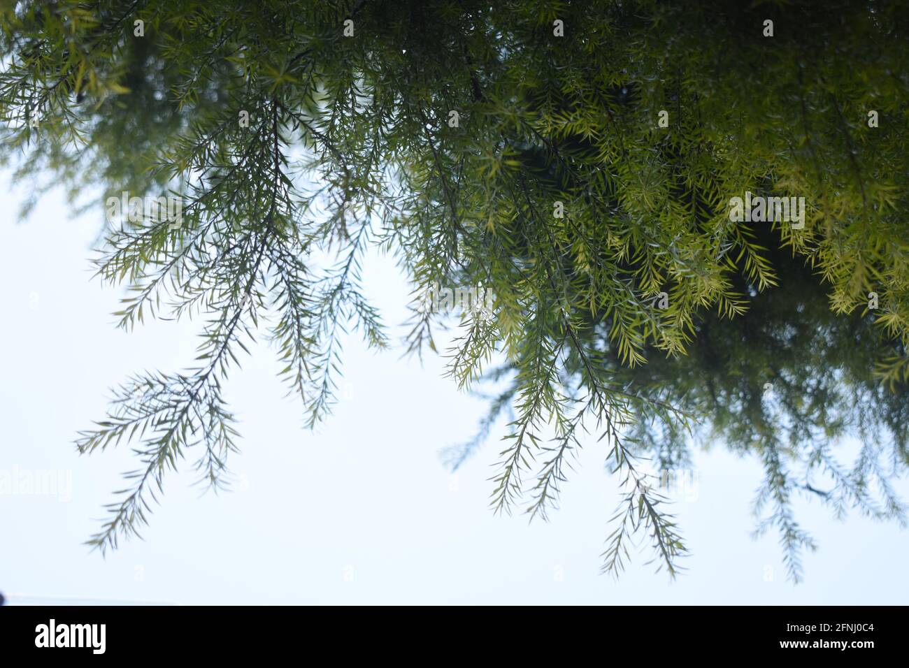 Fresh Green Springer fern in focus with white background asparagus ...
