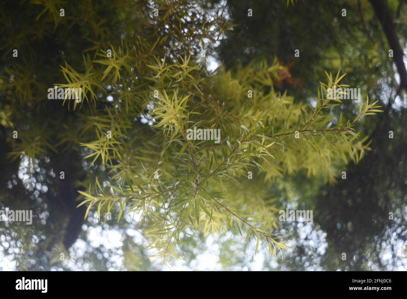 Fresh Green Springer fern in focus with white background asparagus ...