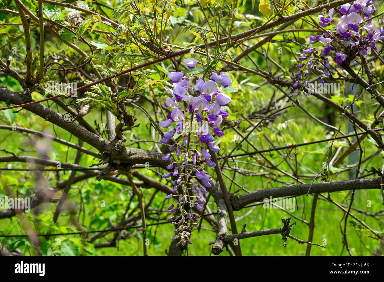 Vine Purple Tree Photography