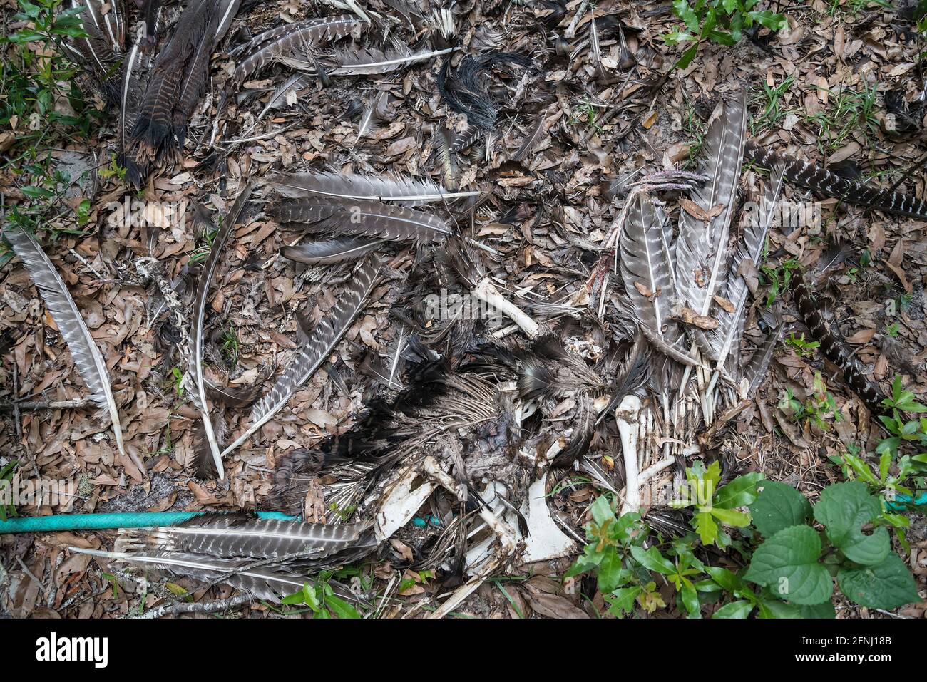 Remains of a wild turkey in a wooded area of North Florida Stock Photo ...