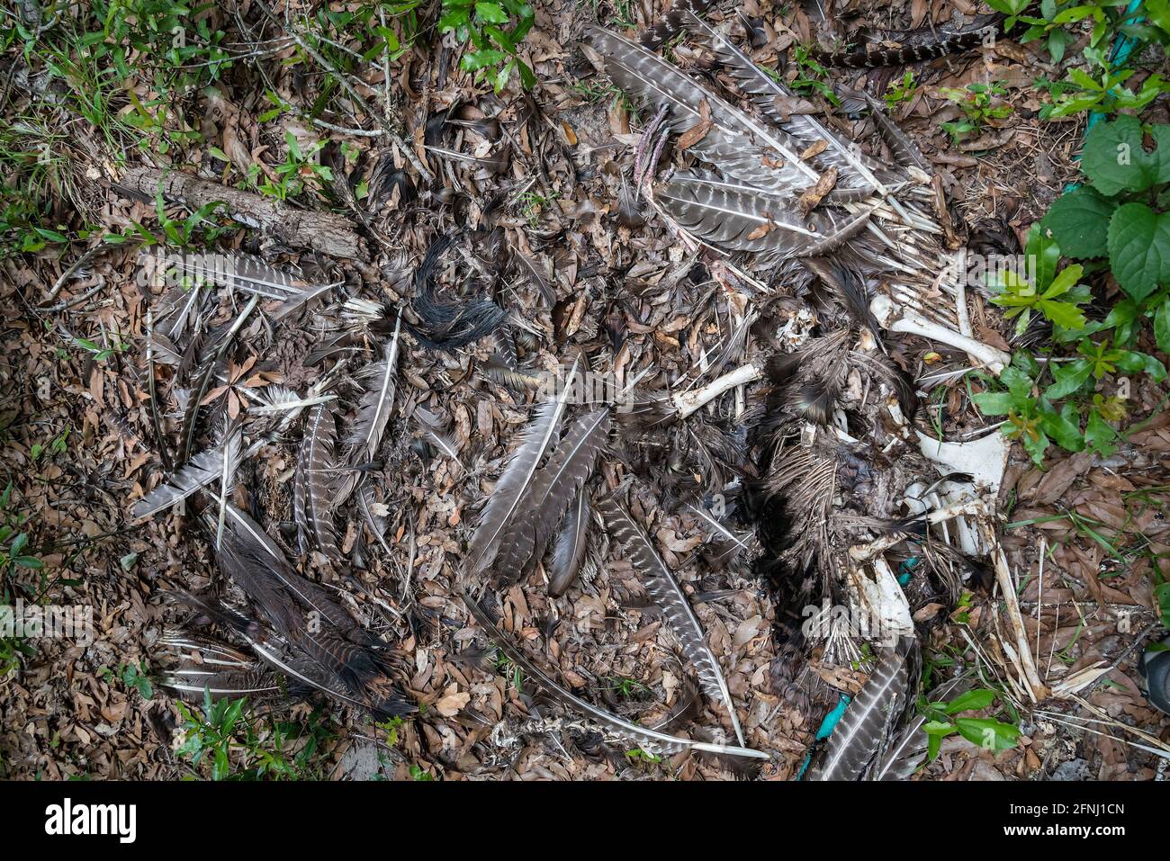 Remains of a wild turkey in a wooded area of North Florida Stock Photo ...