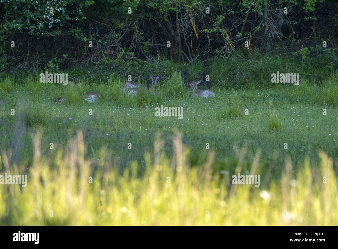 Fallow deer on green forest background portrait from flower field Stock ...