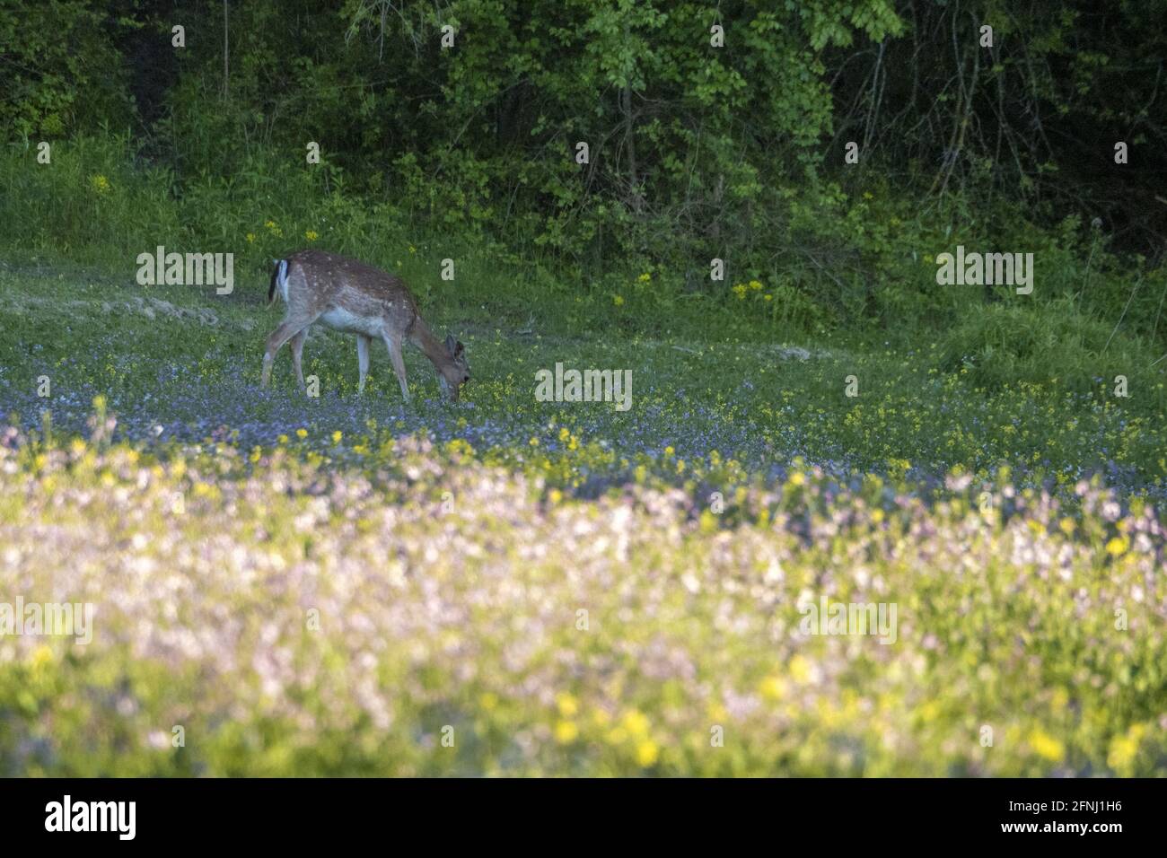 Fallow deer on green forest background portrait from flower field Stock ...