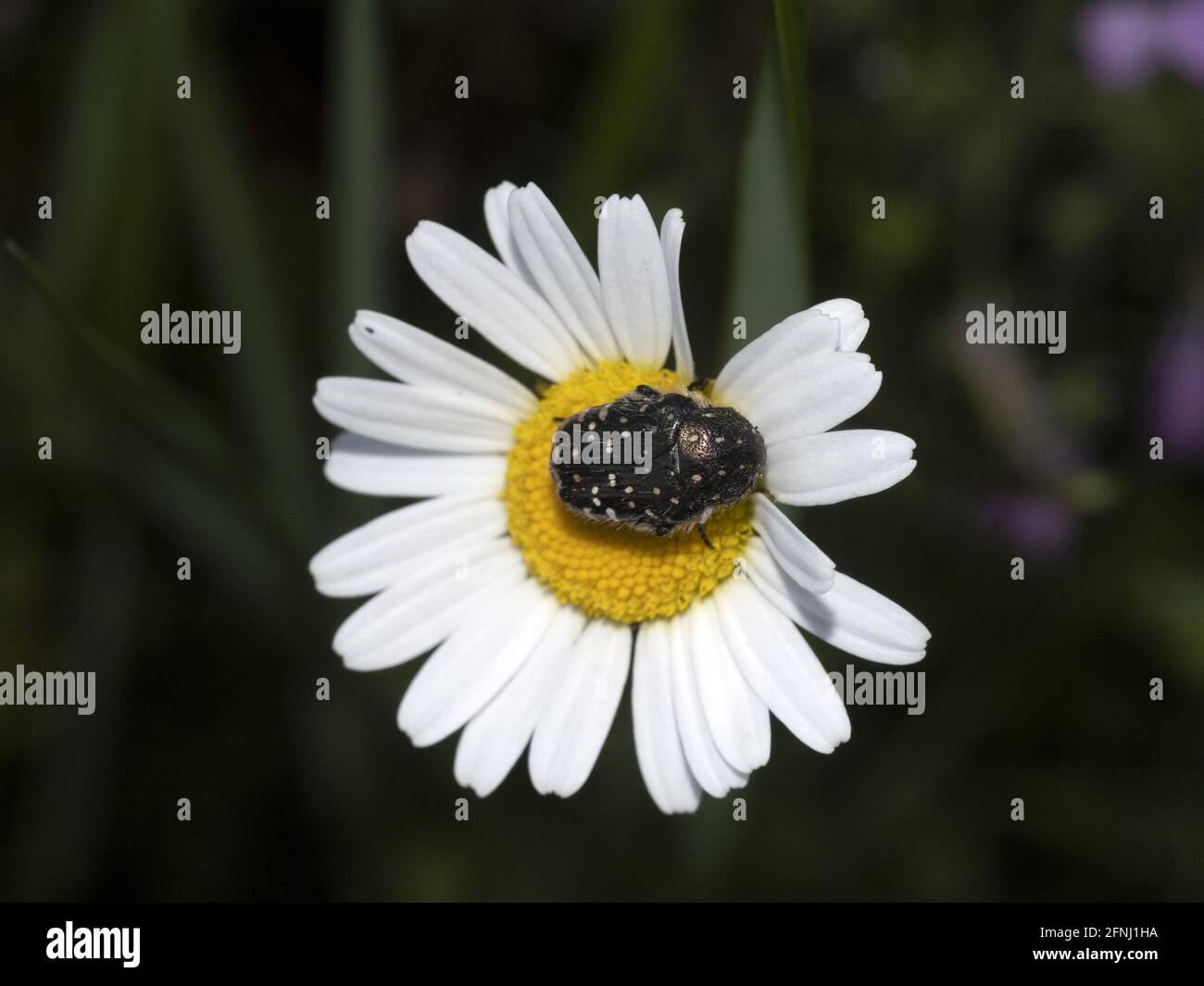 bug detail close up macro on daisy flower Stock Photo - Alamy