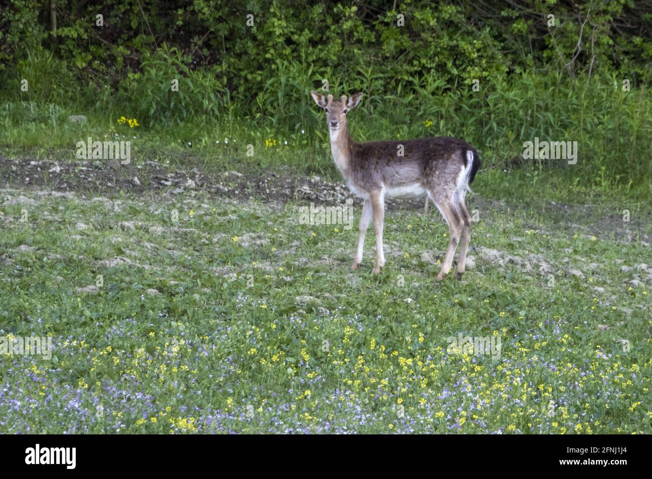 Fallow deer on green forest background portrait from flower field Stock ...