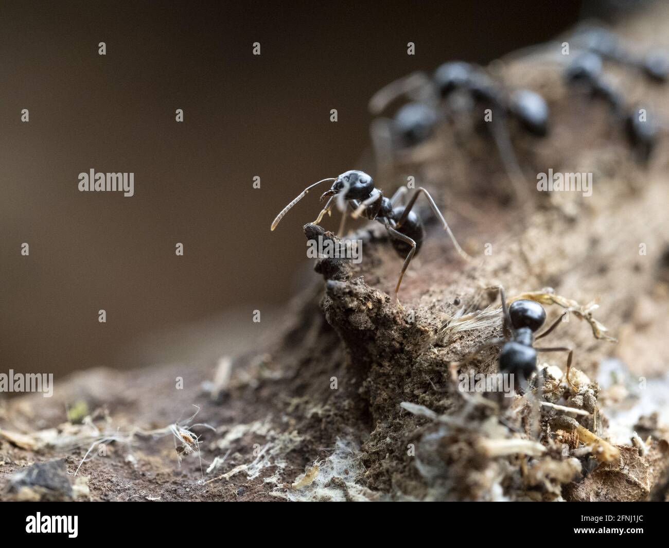 Inside the anthill hi-res stock photography and images - Alamy