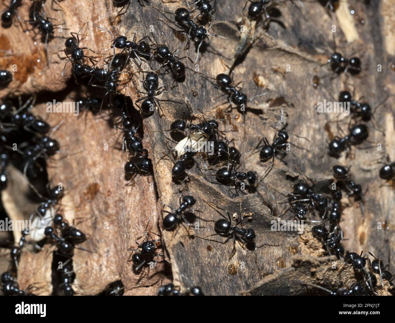 ants inside anthill in the wood close up macro Stock Photo - Alamy