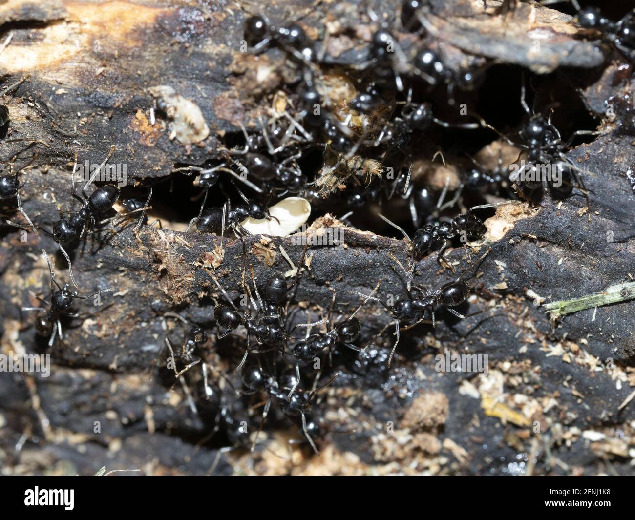 ants inside anthill in the wood close up macro Stock Photo - Alamy