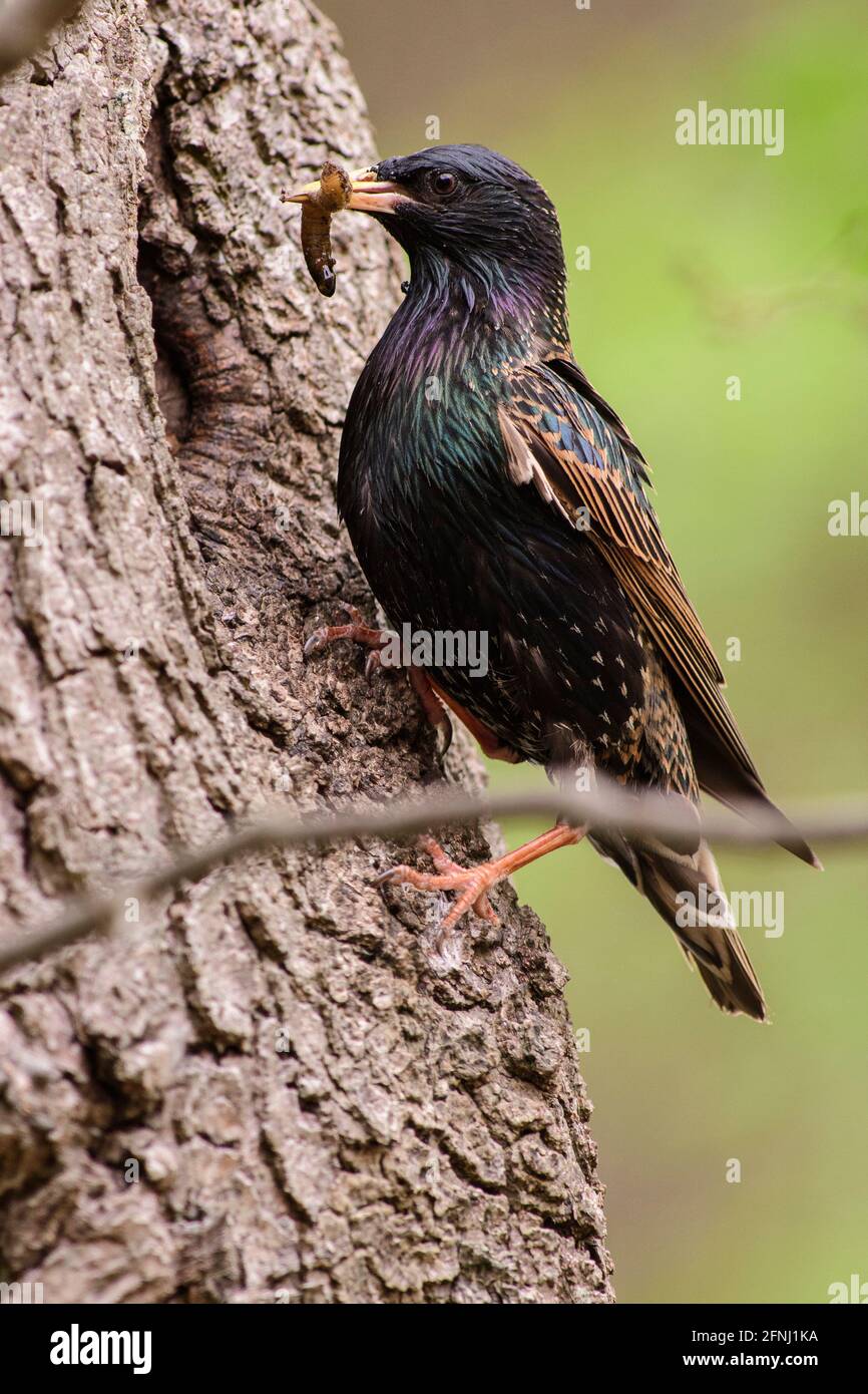 Wildlife starling hi-res stock photography and images - Alamy