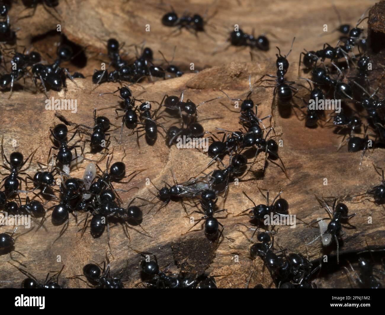 ants inside anthill in the wood close up macro Stock Photo - Alamy