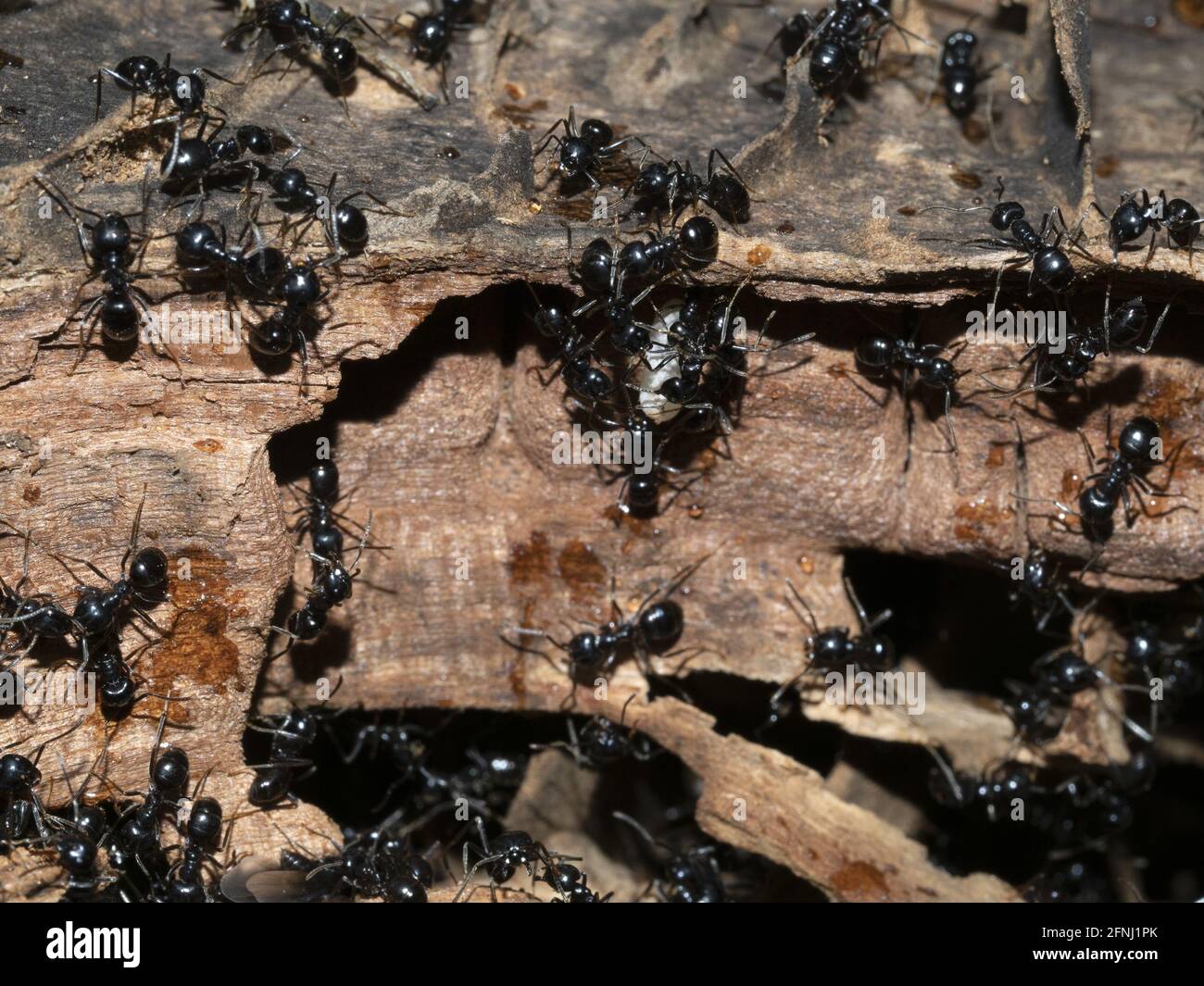Inside the anthill hi-res stock photography and images - Alamy