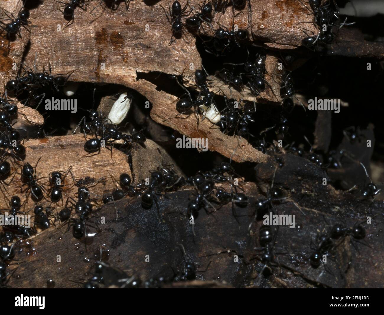 ants inside anthill in the wood close up macro Stock Photo - Alamy