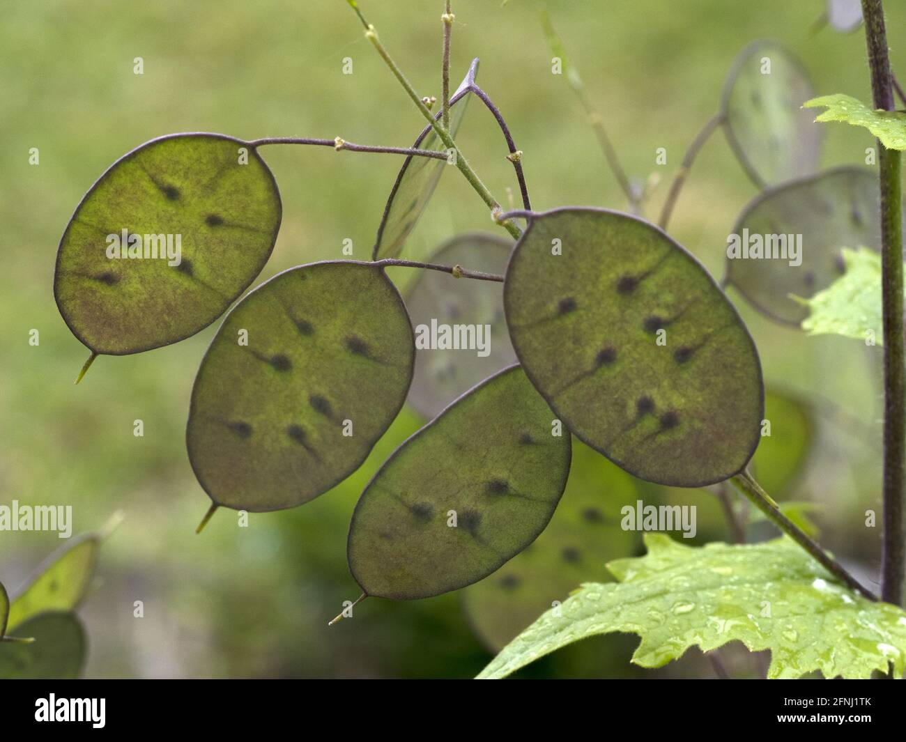 honesty moonwort flower plant in Italy pope money coins close up Stock ...