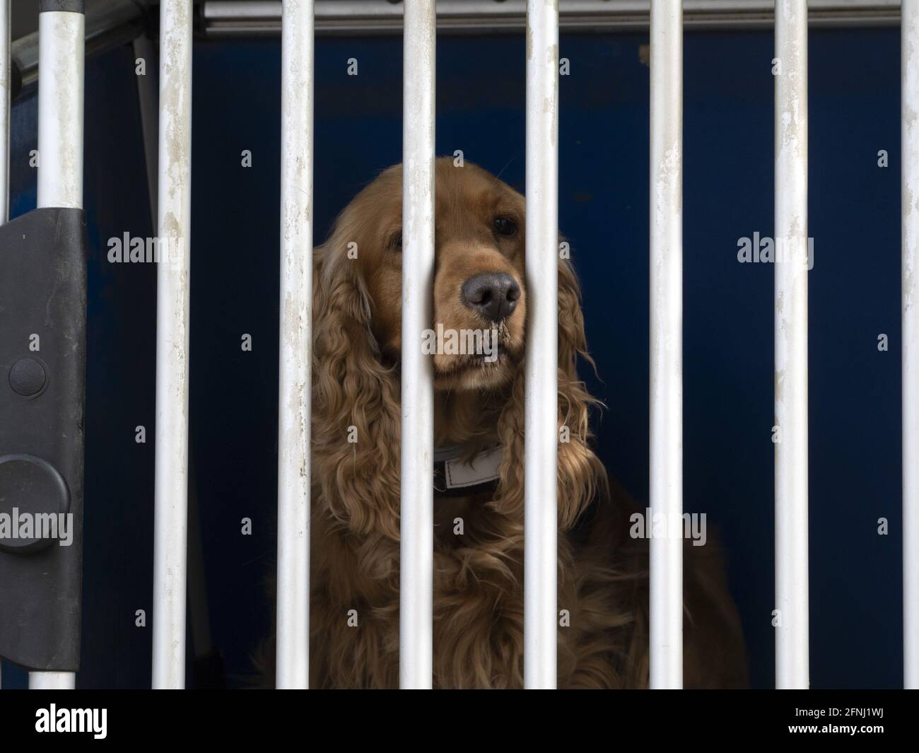 caged cocker spaniel dog looking at you Stock Photo - Alamy