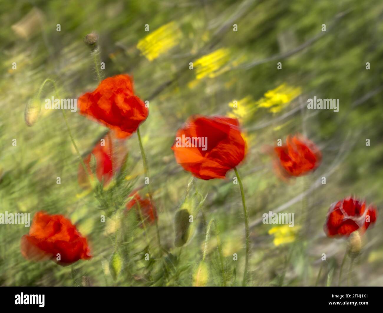 red poppy flowers field moved by wind Stock Photo - Alamy