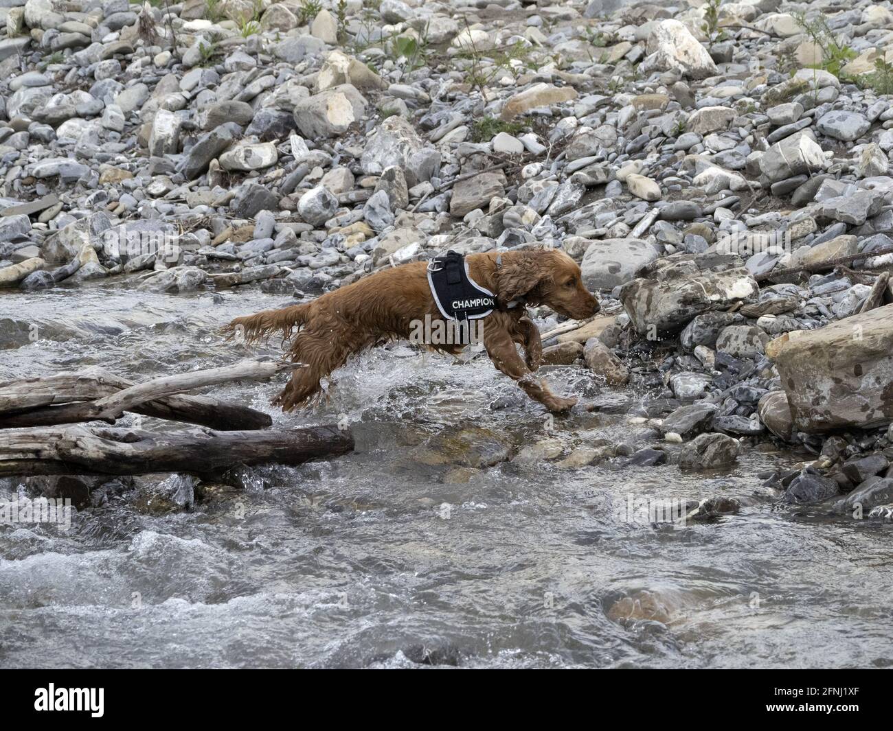 Happy english cocker spaniel while playing in the river Stock Photo - Alamy